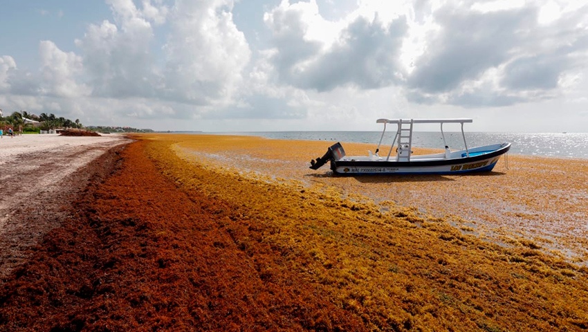 ¿Qué es el Sargazo y de dónde viene?